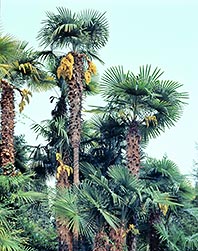 Trachycarpus fortunei - Monaco Nature Encyclopedia