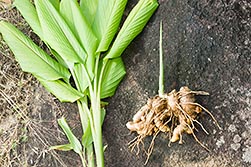 Zingiber officinale - Monaco Nature Encyclopedia