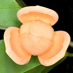 Annona montana - Monaco Nature Encyclopedia