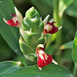 Zingiber officinale - Monaco Nature Encyclopedia