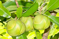 Dillenia indica - Monaco Nature Encyclopedia