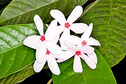 Kopsia fruticosa - Monaco Nature Encyclopedia