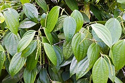 Piper nigrum - Monaco Nature Encyclopedia
