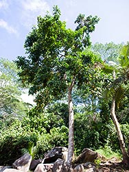 Sandoricum koetjape - Monaco Nature Encyclopedia