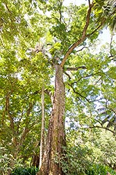 Swietenia mahagoni - Monaco Nature Encyclopedia