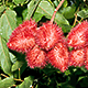 Bixaceae - Monaco Nature Encyclopedia