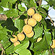 Meliaceae - Monaco Nature Encyclopedia
