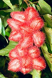 Bixaceae Archivi - Monaco Nature Encyclopedia