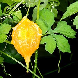 Momordica charantia - Monaco Nature Encyclopedia