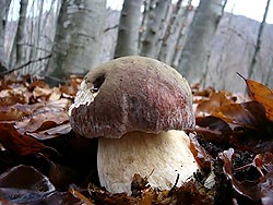 Boletus pinophilus - Monaco Nature Encyclopedia