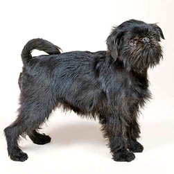 Canis lupus familiaris - Griffone Belga - Monaco Nature Encyclopedia