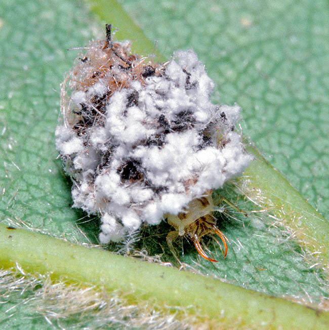 Chrysotropia ciliata - Monaco Nature Encyclopedia