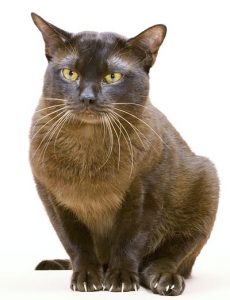 Felis silvestris - Asian, English Burmese, Burmilla, Tiffany - Monaco ...