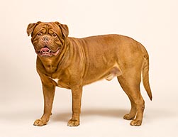 Dog breeds Archivi - Monaco Nature Encyclopedia