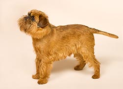 Canis lupus familiaris - Griffon Bruxellois - Monaco Nature Encyclopedia