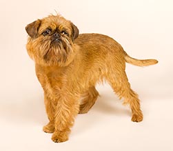 Canis lupus familiaris - Griffon Bruxellois - Monaco Nature Encyclopedia