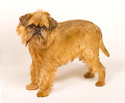 Canis lupus familiaris - Griffon Bruxellois - Monaco Nature Encyclopedia