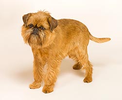 Canis lupus familiaris - Griffon Bruxellois - Monaco Nature Encyclopedia