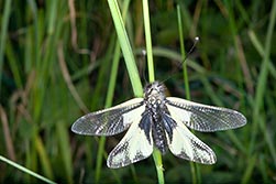 Libelloides coccajus - Monaco Nature Encyclopedia