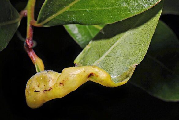Lauritrioza alacris - Monaco Nature Encyclopedia