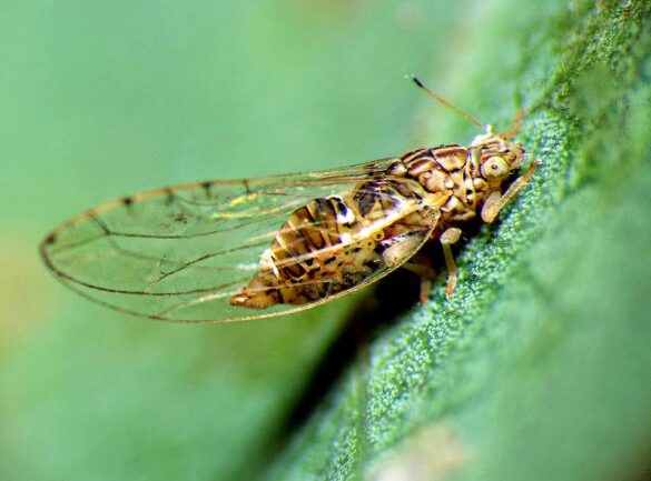 Lauritrioza alacris - Monaco Nature Encyclopedia