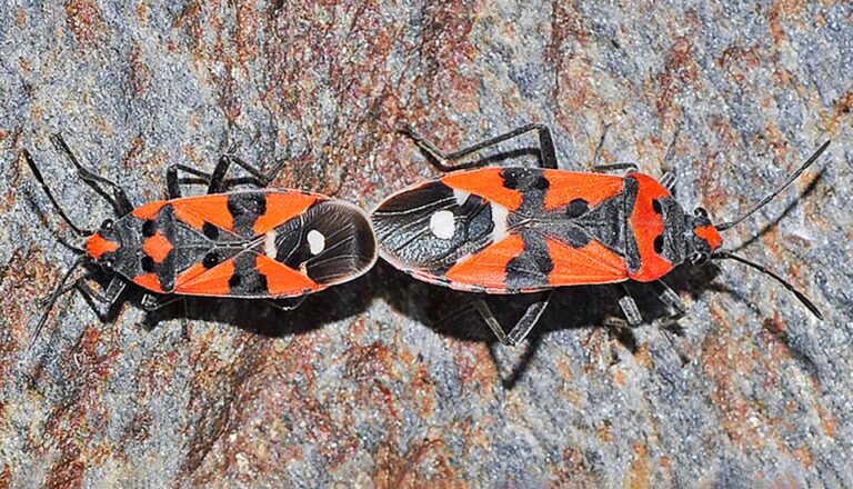 Lygaeus equestris - Monaco Nature Encyclopedia