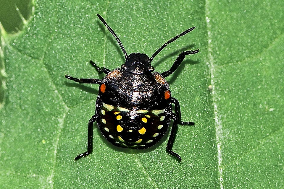 nezara-viridula-monaco-nature-encyclopedia