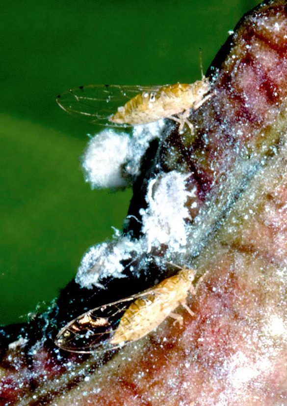 Lauritrioza alacris - Monaco Nature Encyclopedia