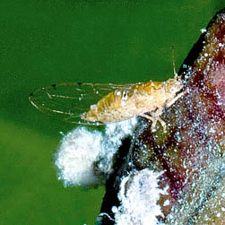 Lauritrioza alacris - Monaco Nature Encyclopedia