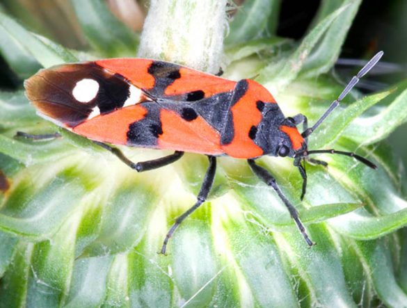 Lygaeus equestris - Monaco Nature Encyclopedia
