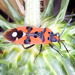 Lygaeus equestris - Monaco Nature Encyclopedia