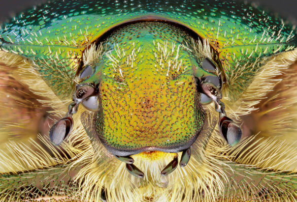 Cetonia aurata - Monaco Nature Encyclopedia