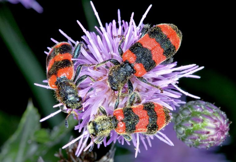 Trichodes apiarius - Monaco Nature Encyclopedia