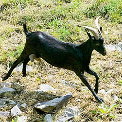 Capra hircus - Monaco Nature Encyclopedia