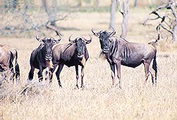 Connochaetes taurinus - Monaco Nature Encyclopedia