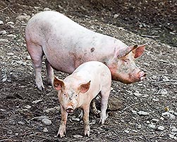 Sus scrofa domesticus - Monaco Nature Encyclopedia