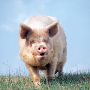 Sus scrofa domesticus - Monaco Nature Encyclopedia