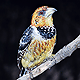 Piciformes - Monaco Nature Encyclopedia