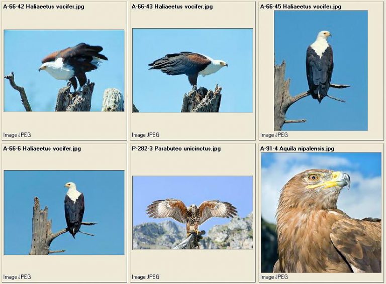 Accipitriformes - Monaco Nature Encyclopedia