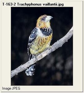Piciformes - Monaco Nature Encyclopedia