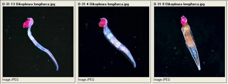 Tunicata - Monaco Nature Encyclopedia