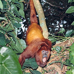 Alouatta seniculus - Monaco Nature Encyclopedia