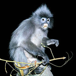 Trachypithecus obscurus - Monaco Nature Encyclopedia