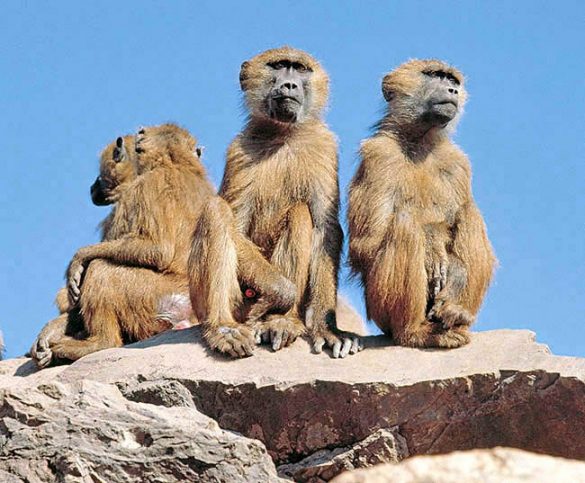 Papio cynocephalus - Monaco Nature Encyclopedia