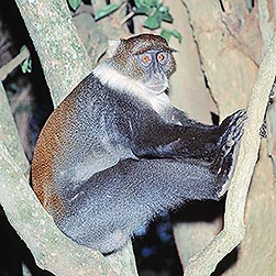 Cercopithecus mitis - Monaco Nature Encyclopedia