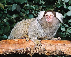 Callithrix jacchus - Monaco Nature Encyclopedia