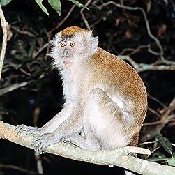 Macaca fascicularis - Monaco Nature Encyclopedia