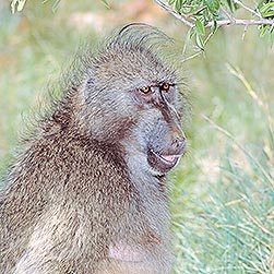 Papio ursinus - Monaco Nature Encyclopedia