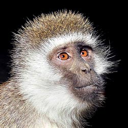 Cercopithecus aethiops - Monaco Nature Encyclopedia