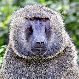 Papio anubis - Monaco Nature Encyclopedia